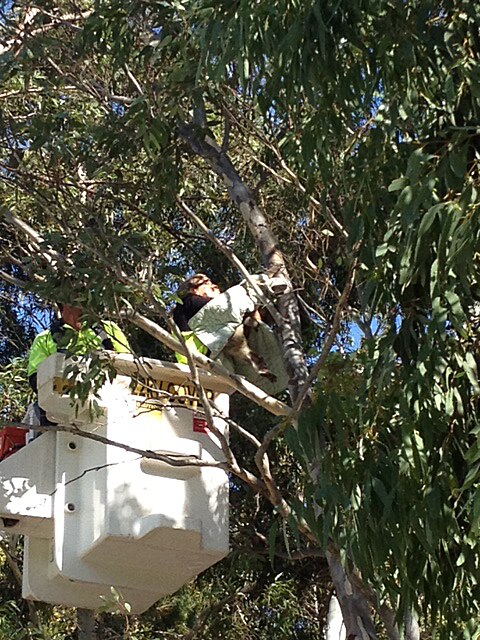 Injured koala rescued from tree - ABC News