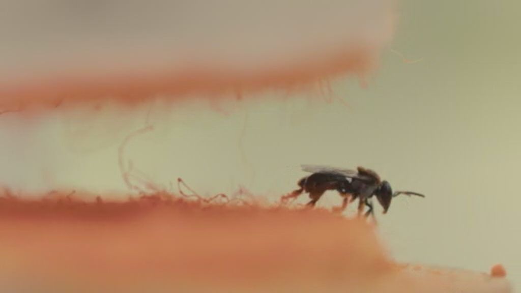 Researchers use ultraviolet light to track the movements of native bees ...