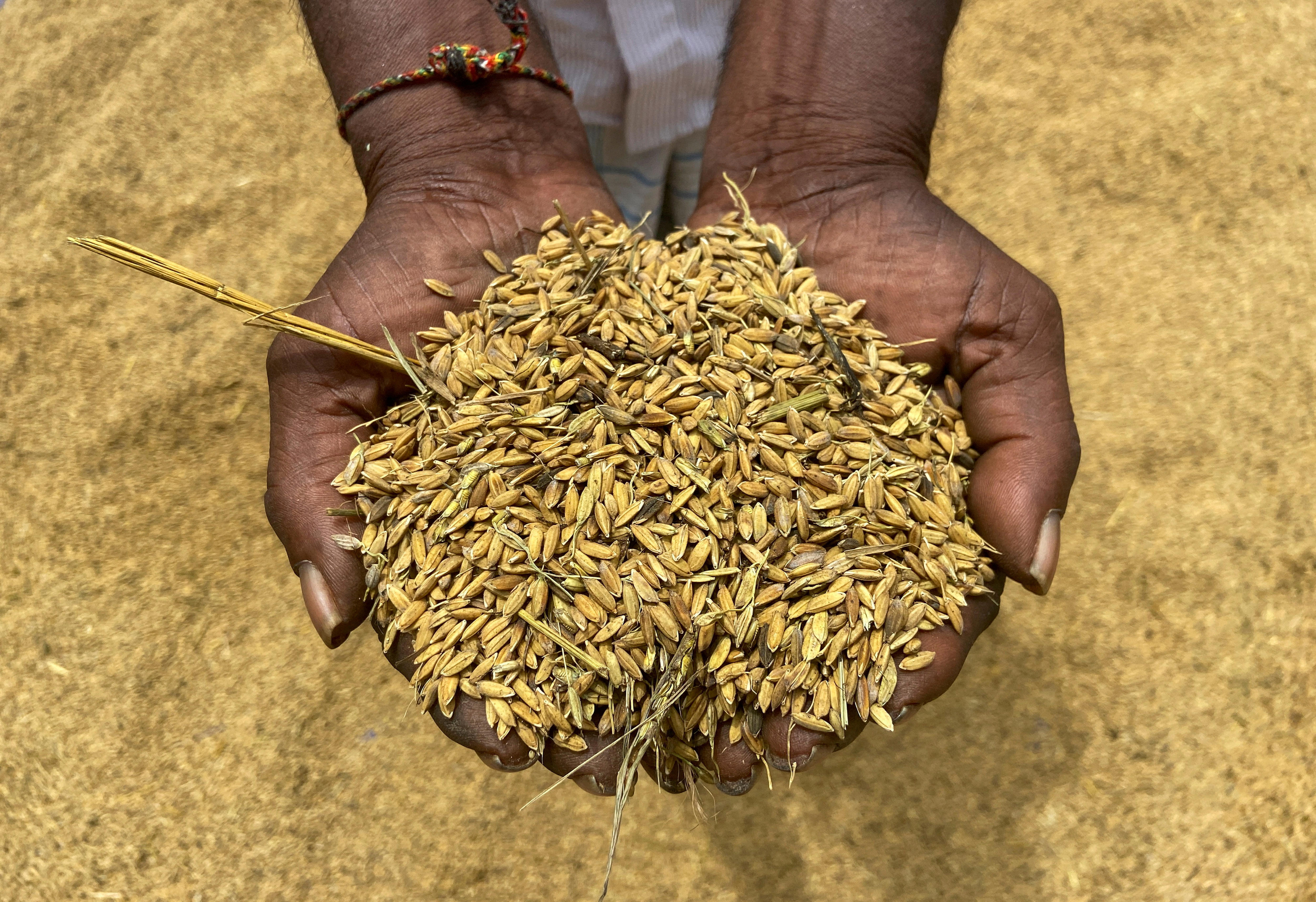 Sri Lanka faces looming food crisis with stunted rice crop due to fuel ...