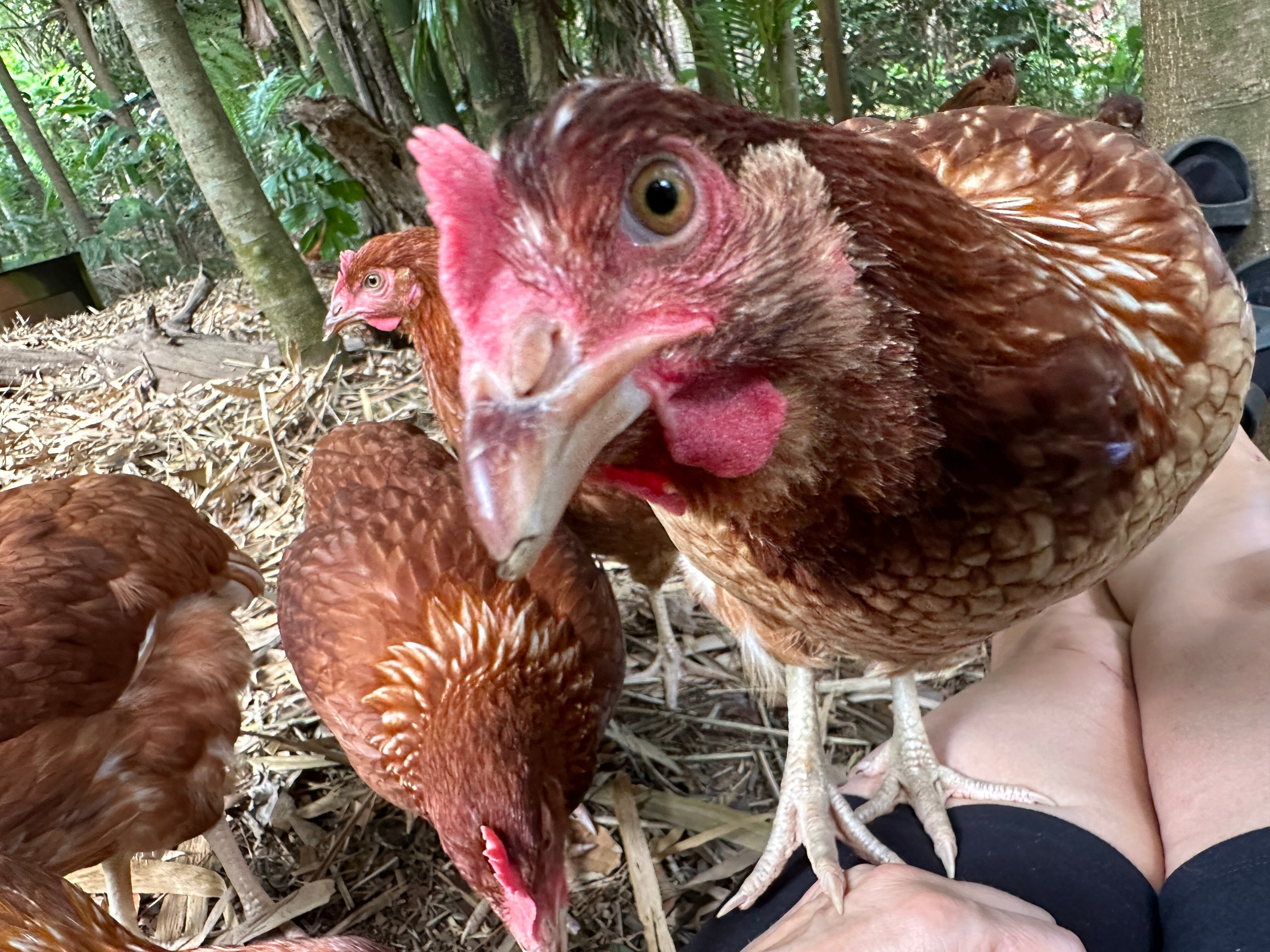 Claremont College seeks information over missing egg-laying chickens ...