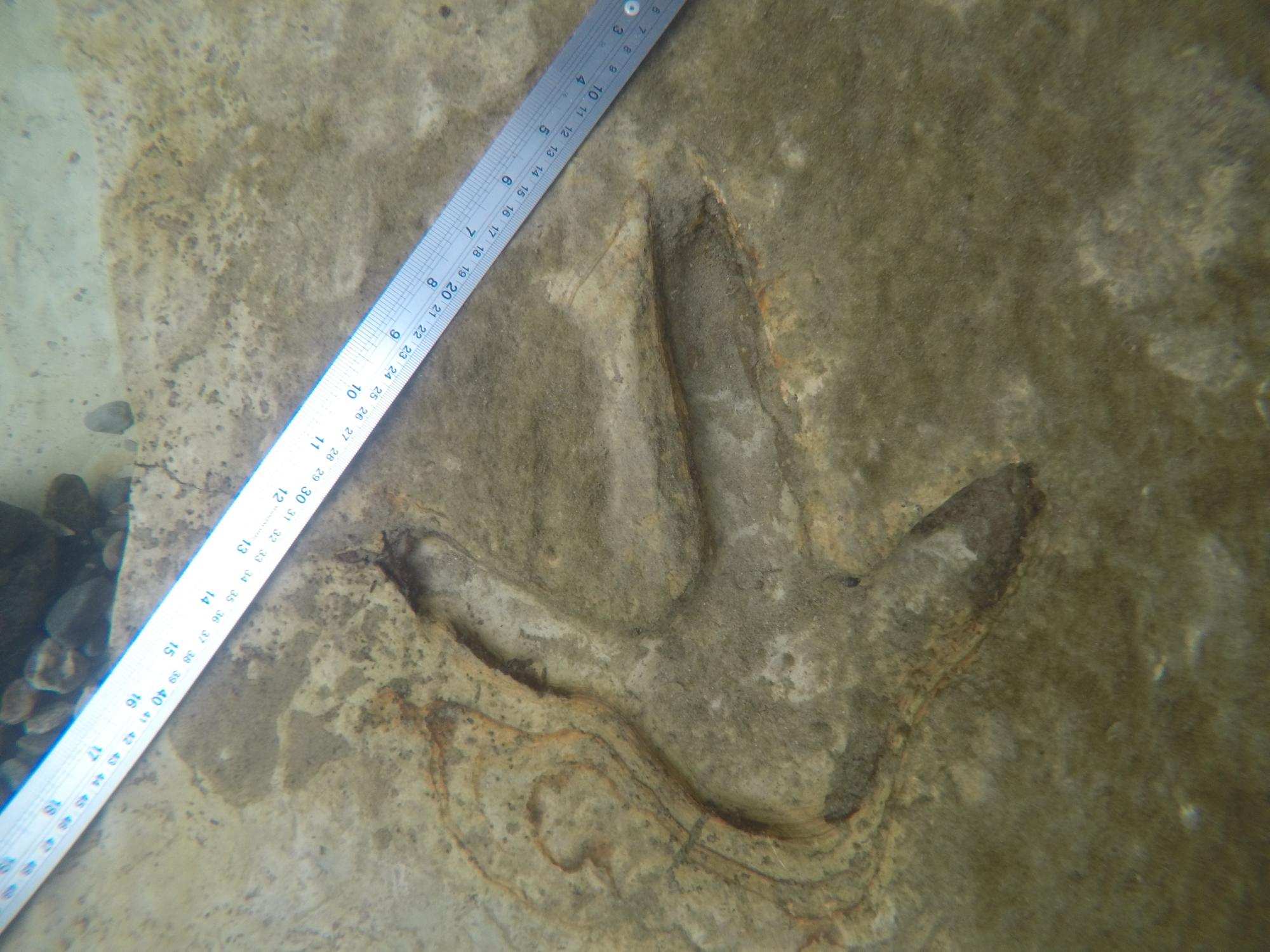 New Zealand man discovers ancient moa footprints while taking dogs for ...