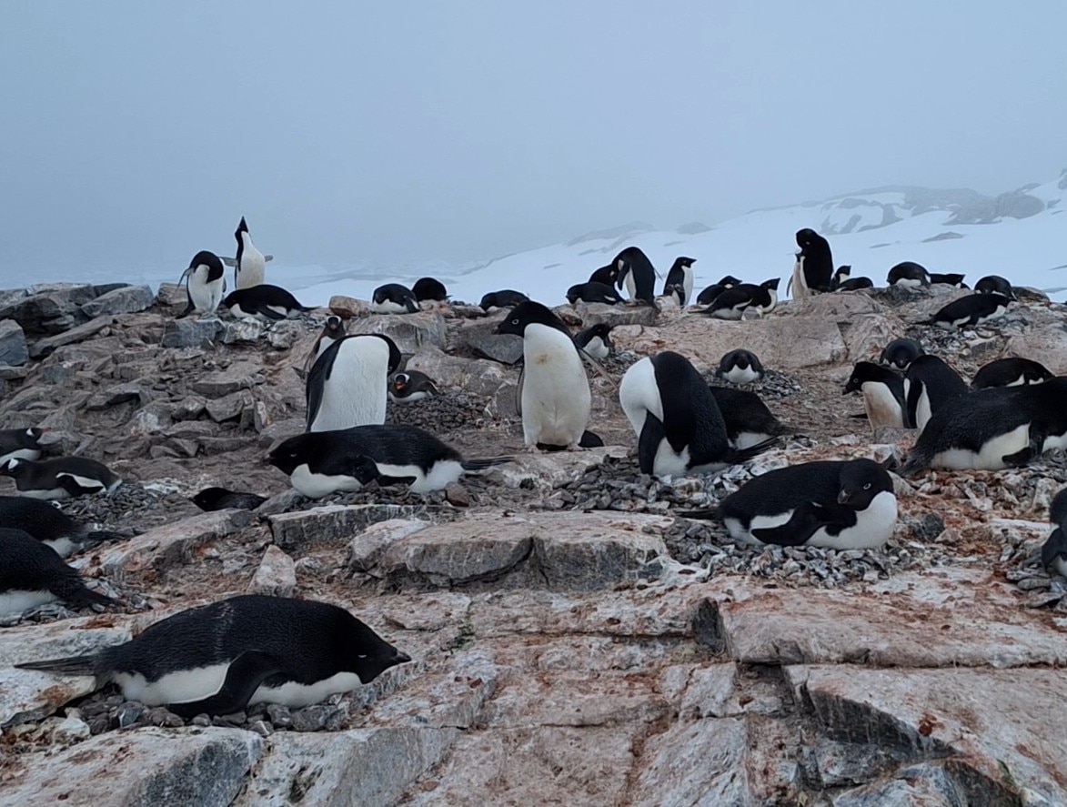 Vision of penguin colonies in Antarctica. (Supplied: Ignacio Juarez ...