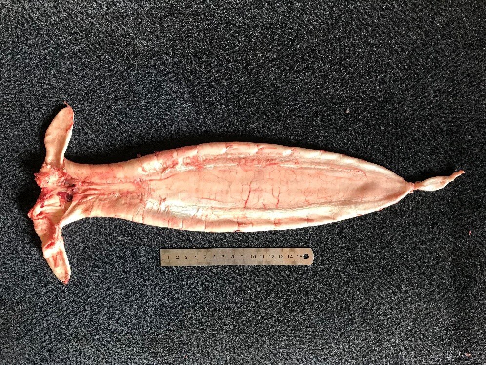 Queensland takes big stick to black jewfish black market, but is it ...