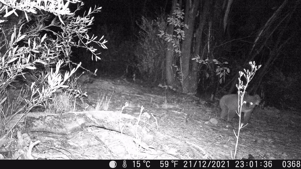 Koala filmed by a camera trap on Markus Buchhorn's property - ABC News