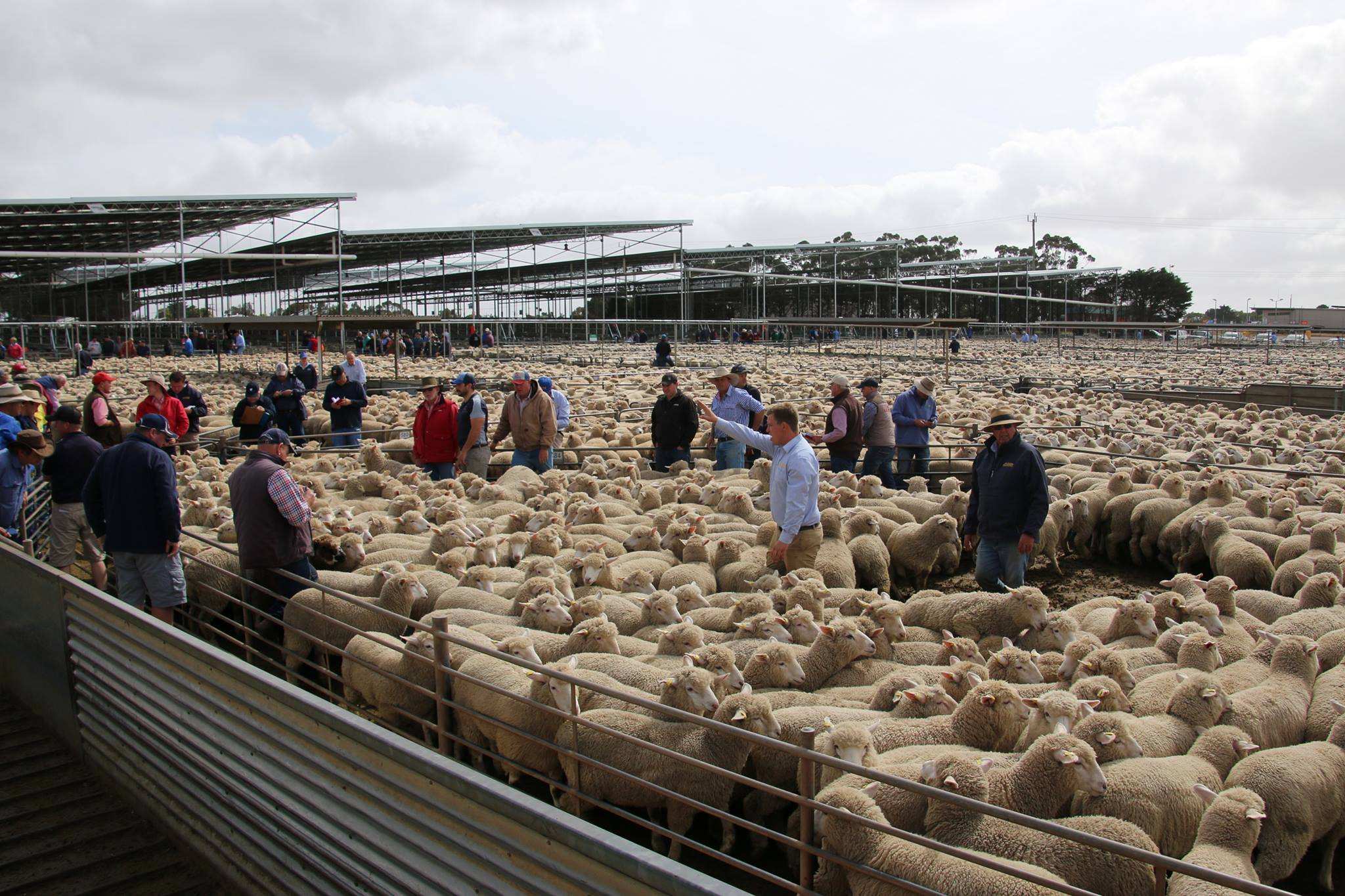 Hamilton saleyard smashes own record for biggest lamb sale in Australia ...