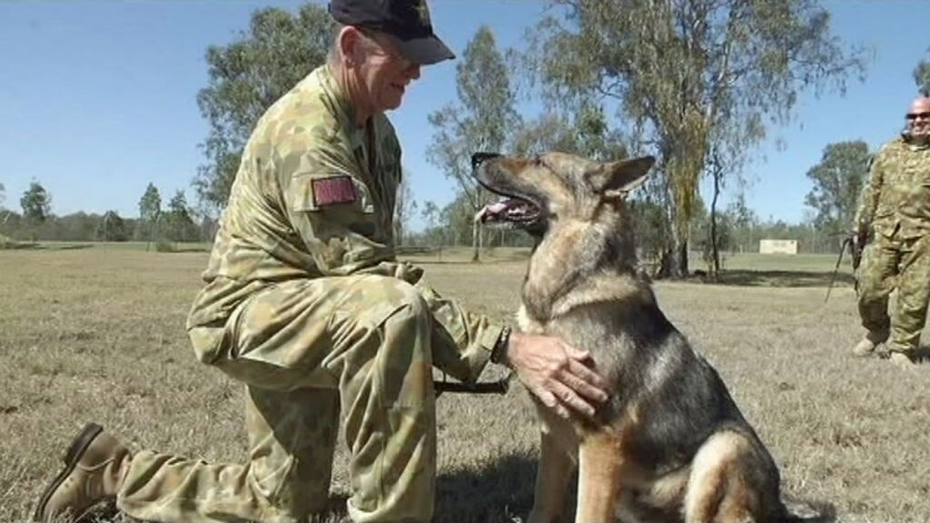 Royal Australian Air Force Military Working Dogs considered for ...