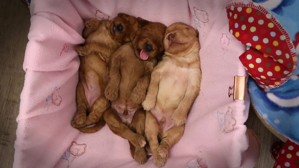 Labradoodle puppies born after Bridgetown dog rescue - ABC News