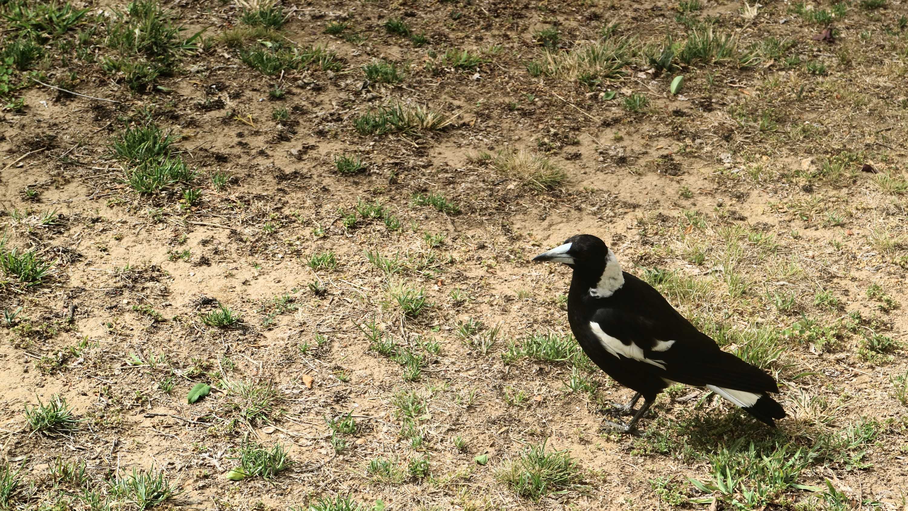 Oz Gothic — On the Comora - ABC listen