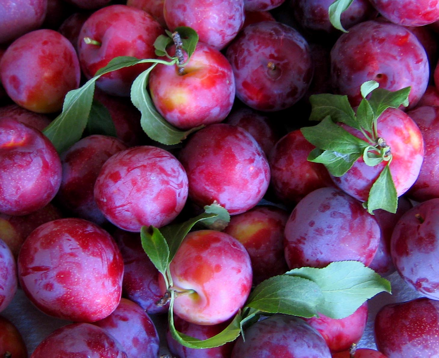Alison Alexander: Almond and Jam Tart - ABC listen