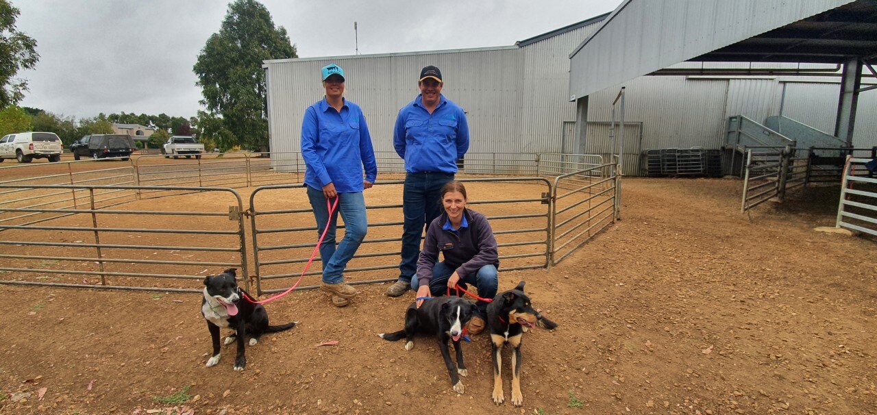 Work dog training program in Victoria tooling farmers with resilience ...