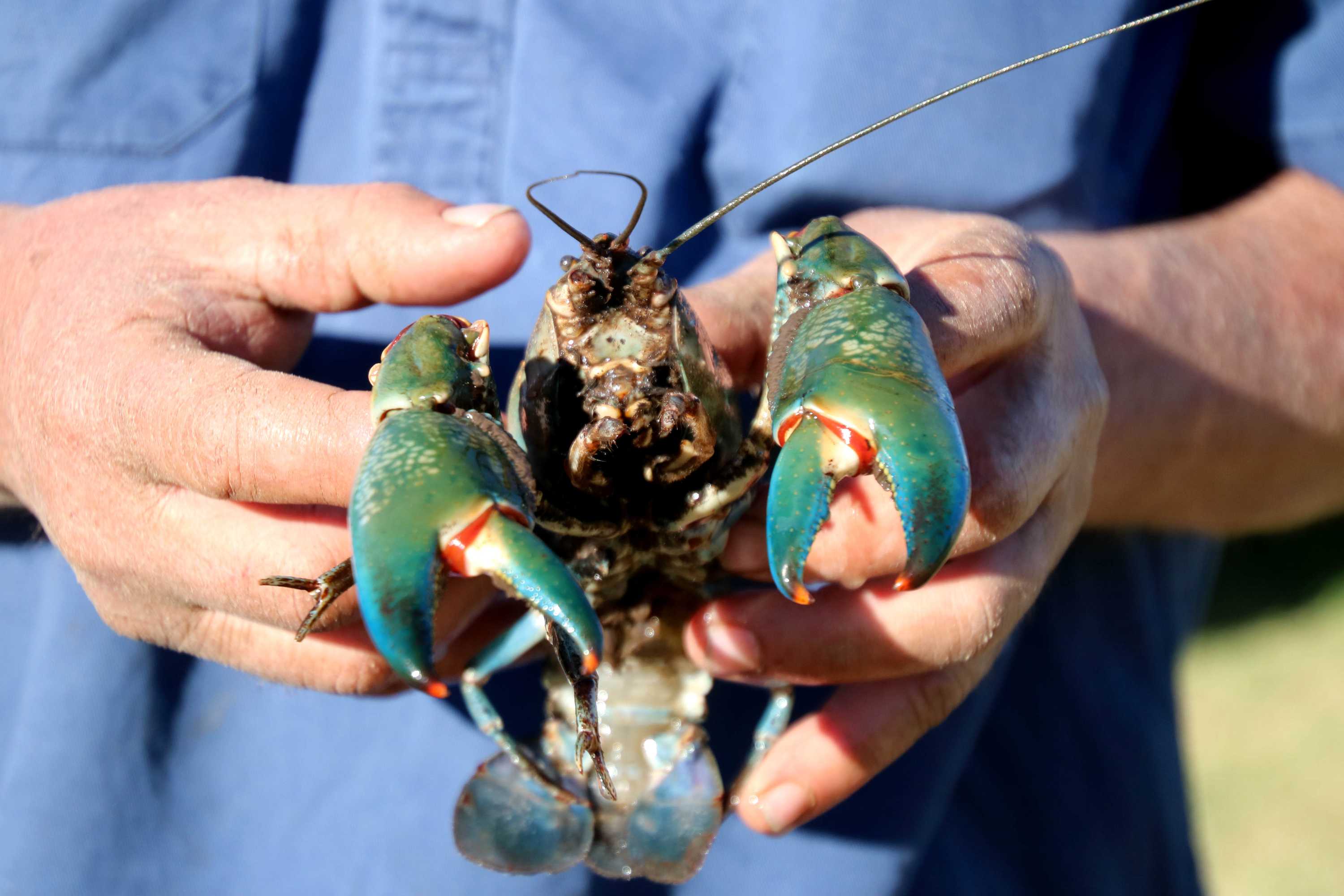 Windorah yabby king hangs up his nets after 20 years of gripping ...
