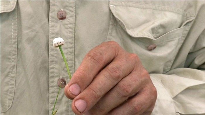 Plant Profile | Ivory Curl - Gardening Australia