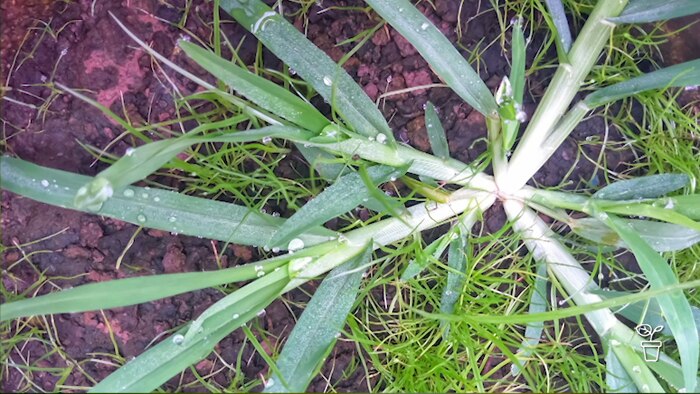 FAQs – Fig Tree Flowers | Cyclamen | Fire and Weeds - Gardening Australia