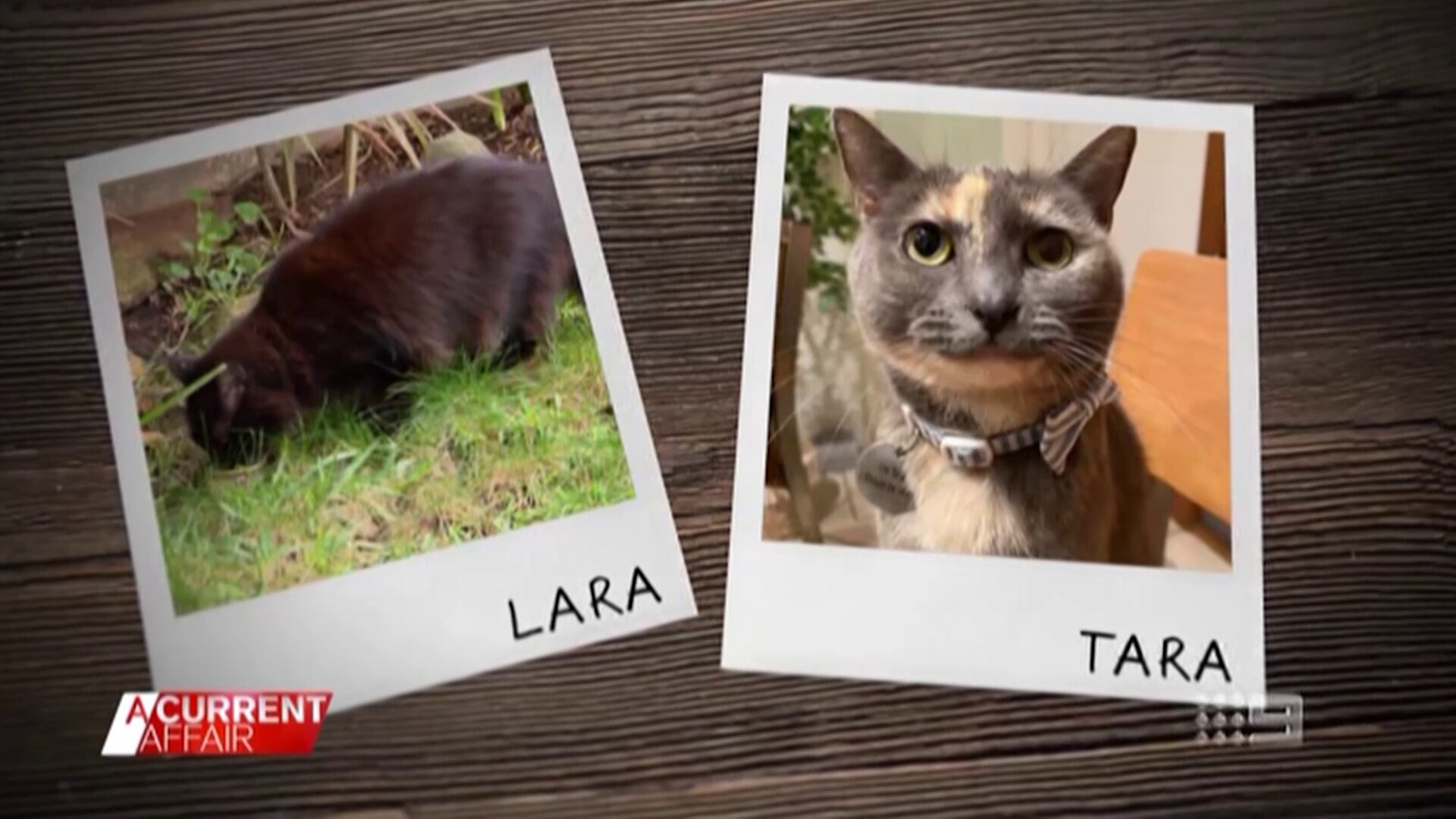 Catnapping caper - Media Watch