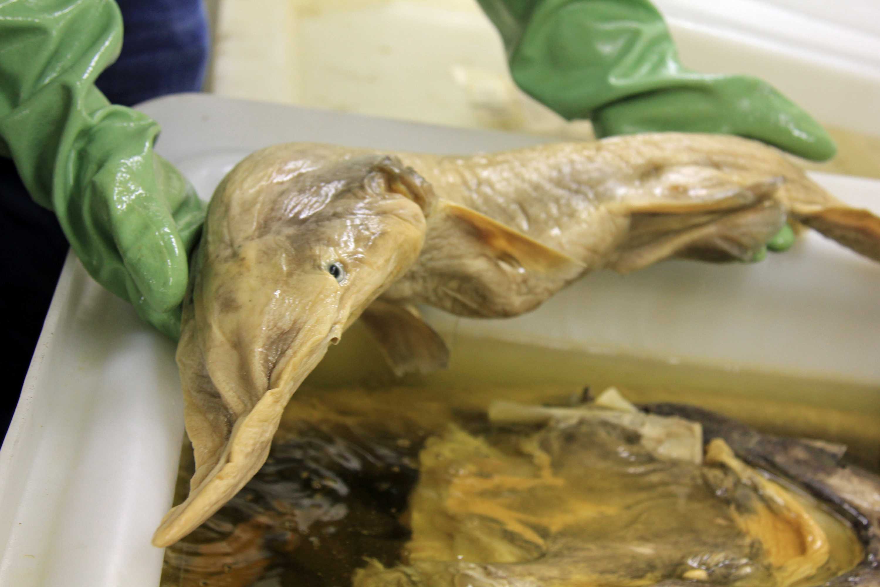 Behind the scenes of Hobart's unique deep sea creatures collection ...