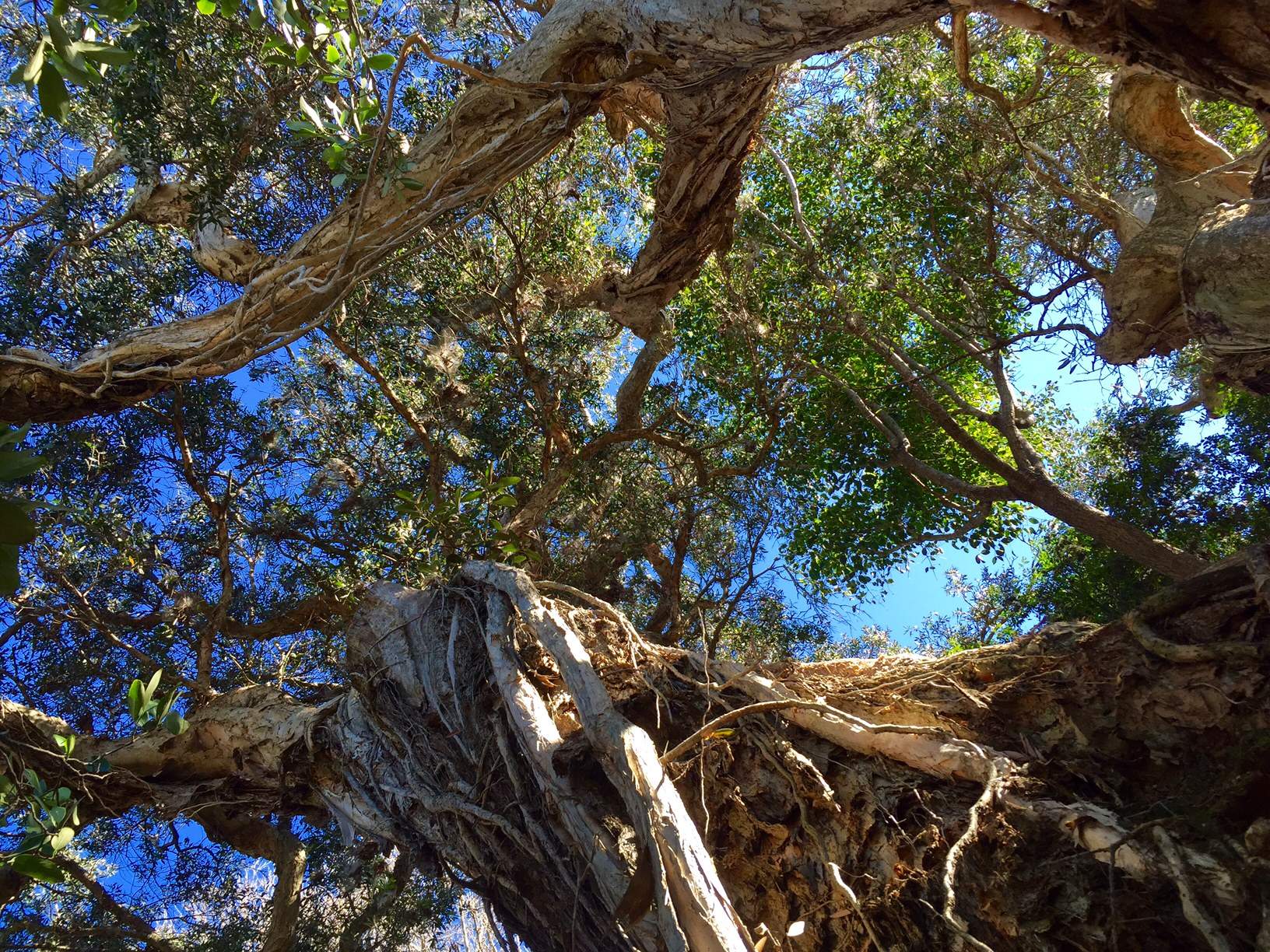 Wood salvaged from historic Sydney trees given new life as artworks ...