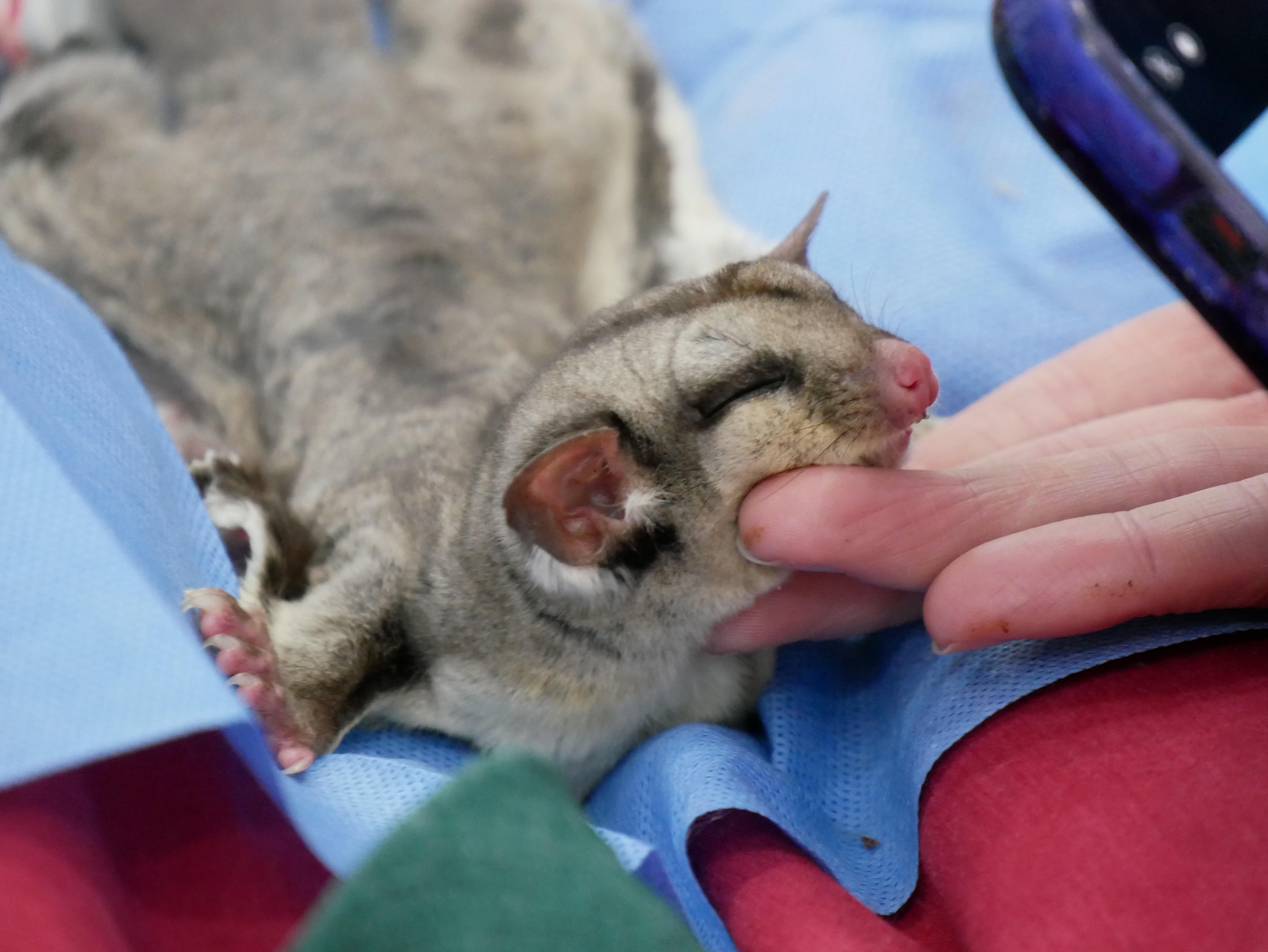 NSW government funding backflip leaves Byron Bay Wildlife Hospital ...