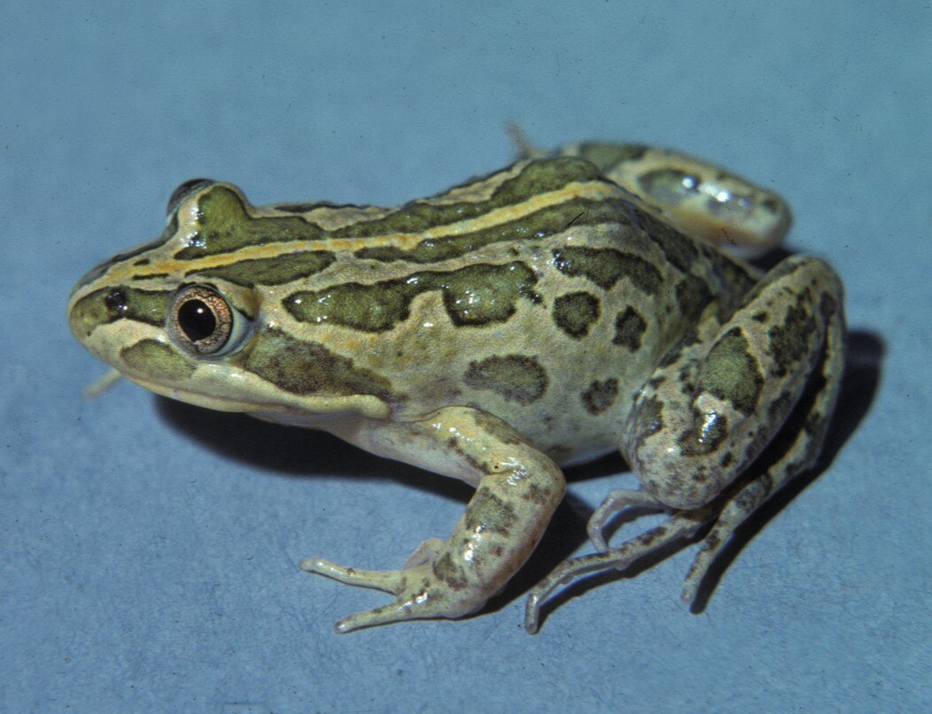 Do frogs have accents? - ABC listen