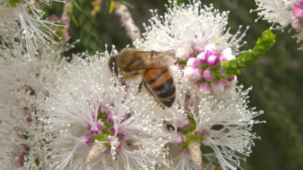 Bee Recovery: Kangaroo Island's bee industry recovering from bushfire ...