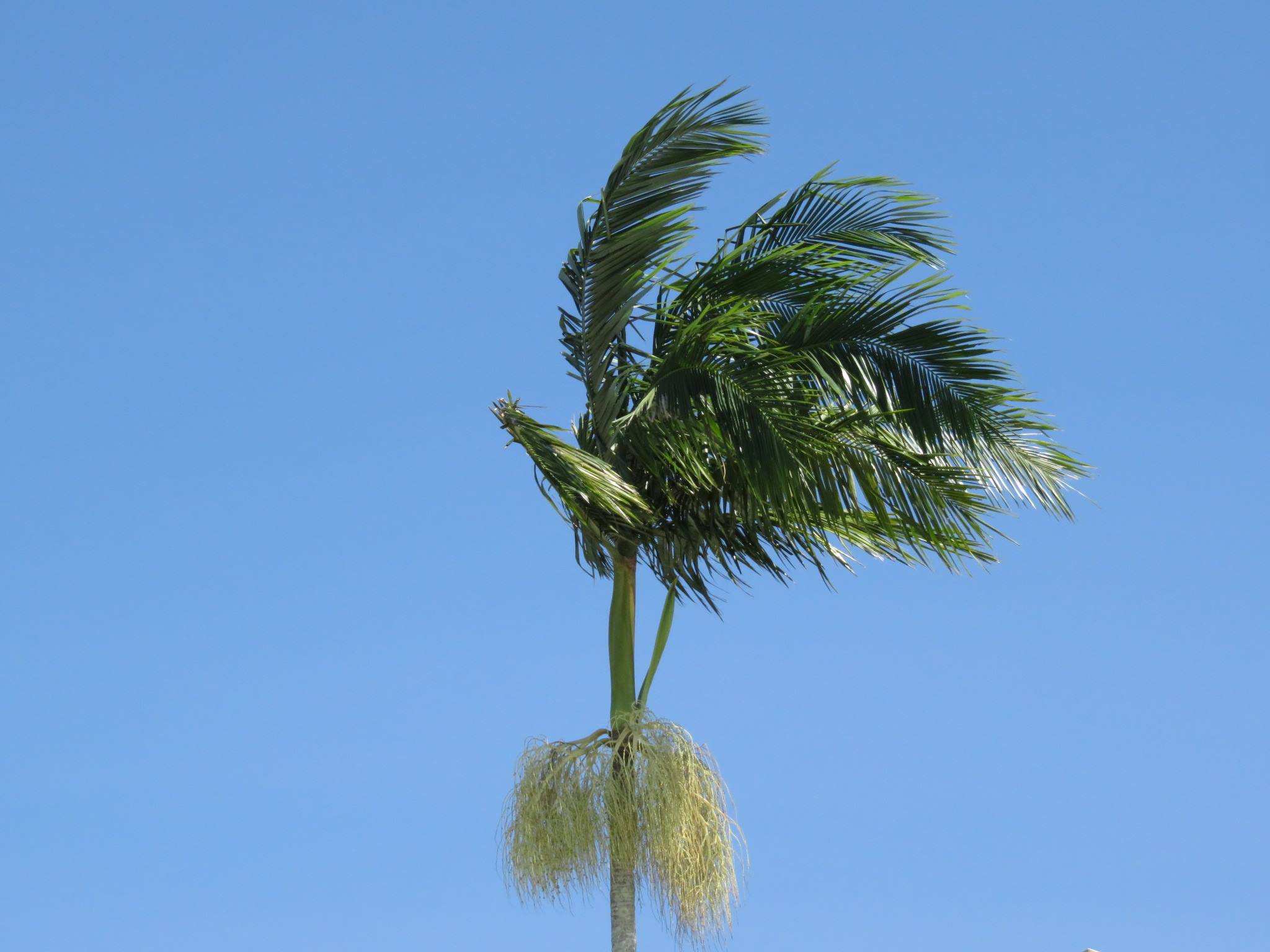 National Tree Day: A selection of some of Australia's favourite trees ...