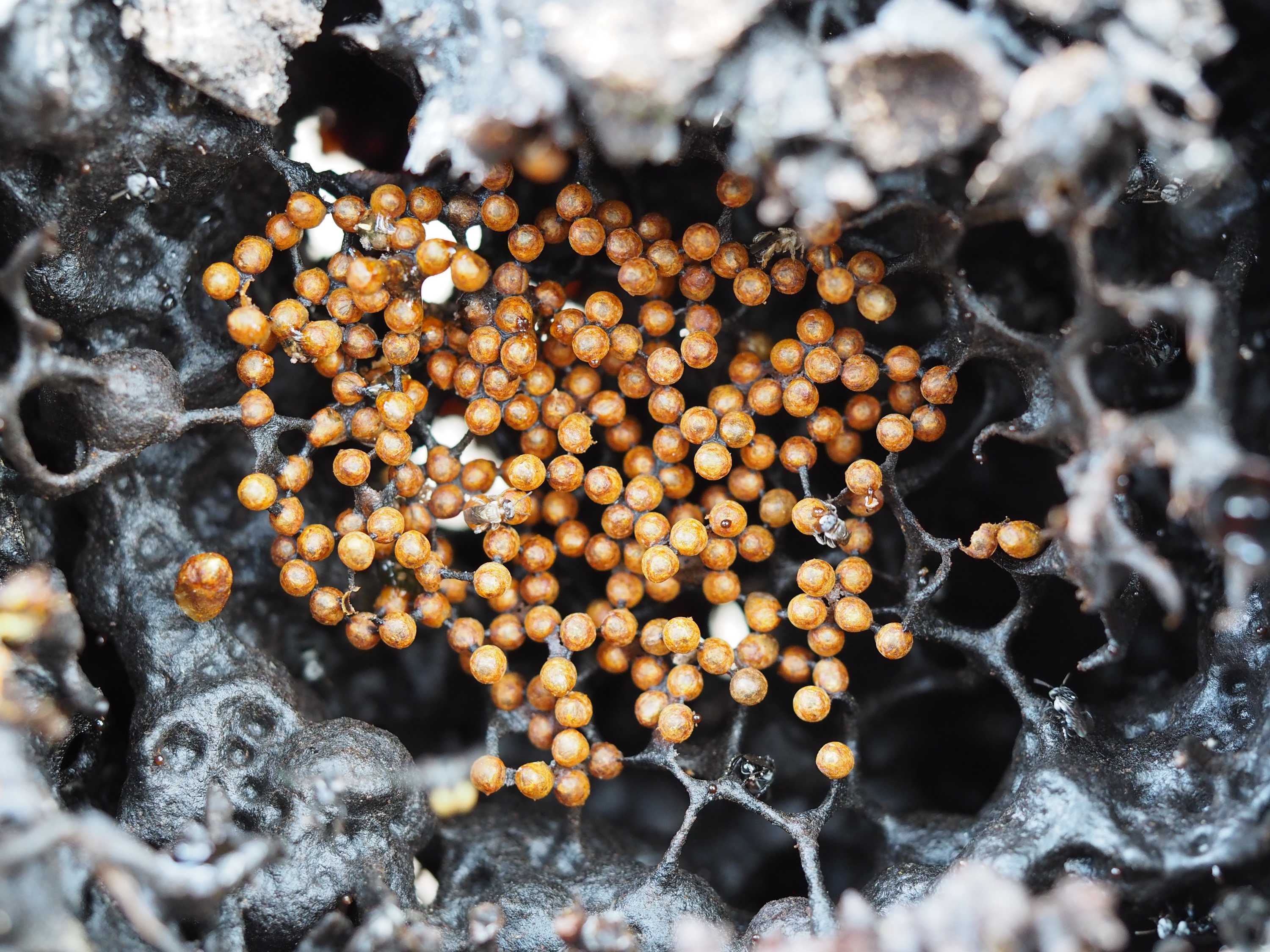 Stingless bees rescued from demolished building put to use in new study ...