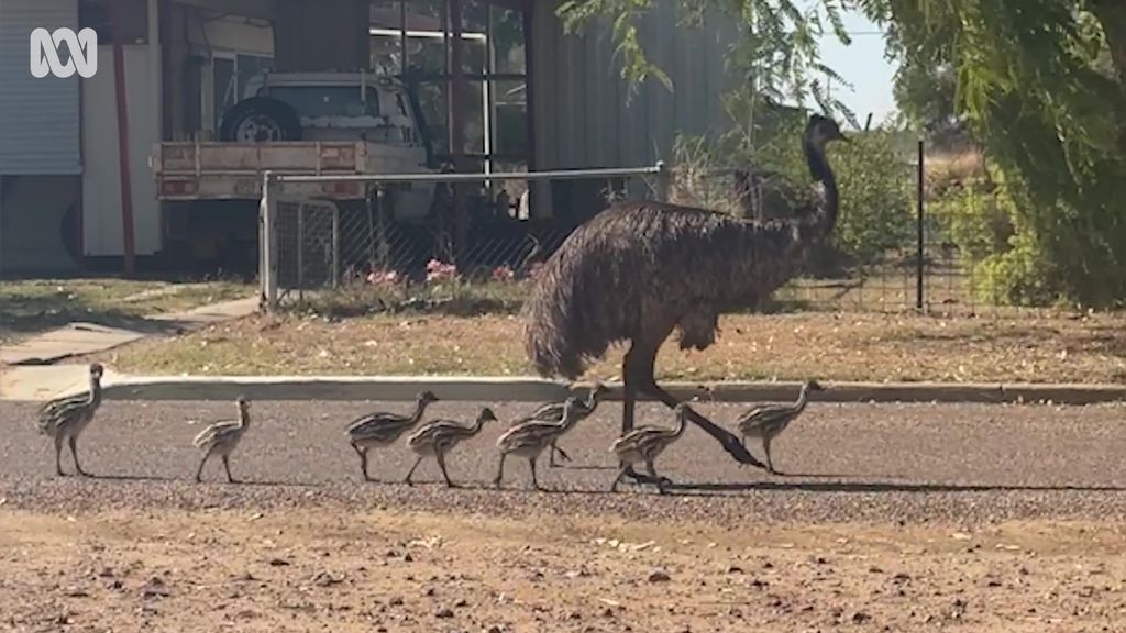 Emu chicks out strolling with dad in Outback Queensland - ABC News