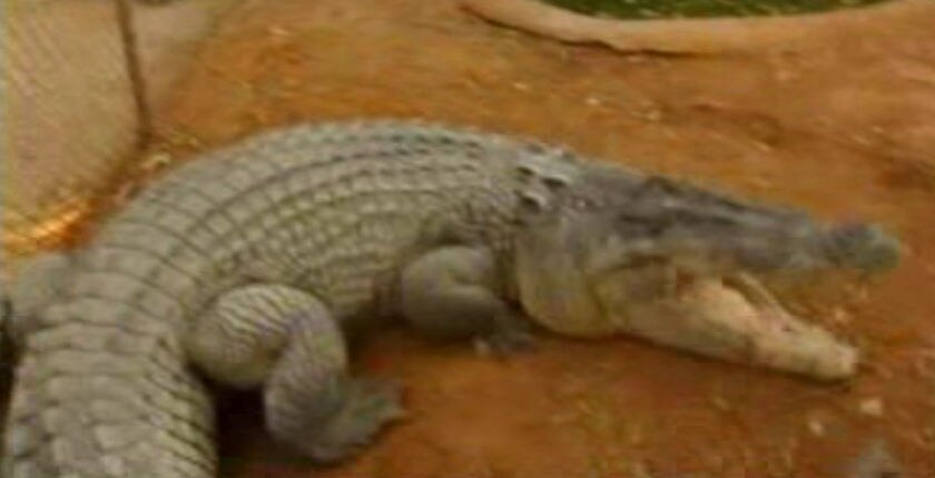 Cold weather saved croc man - ABC News