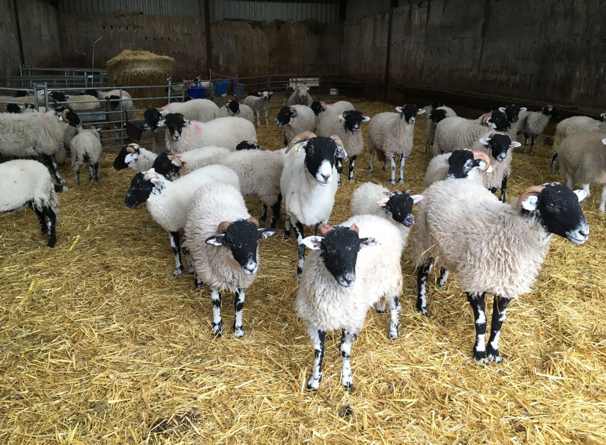 Rewilding: The slow return of European predators - ABC News