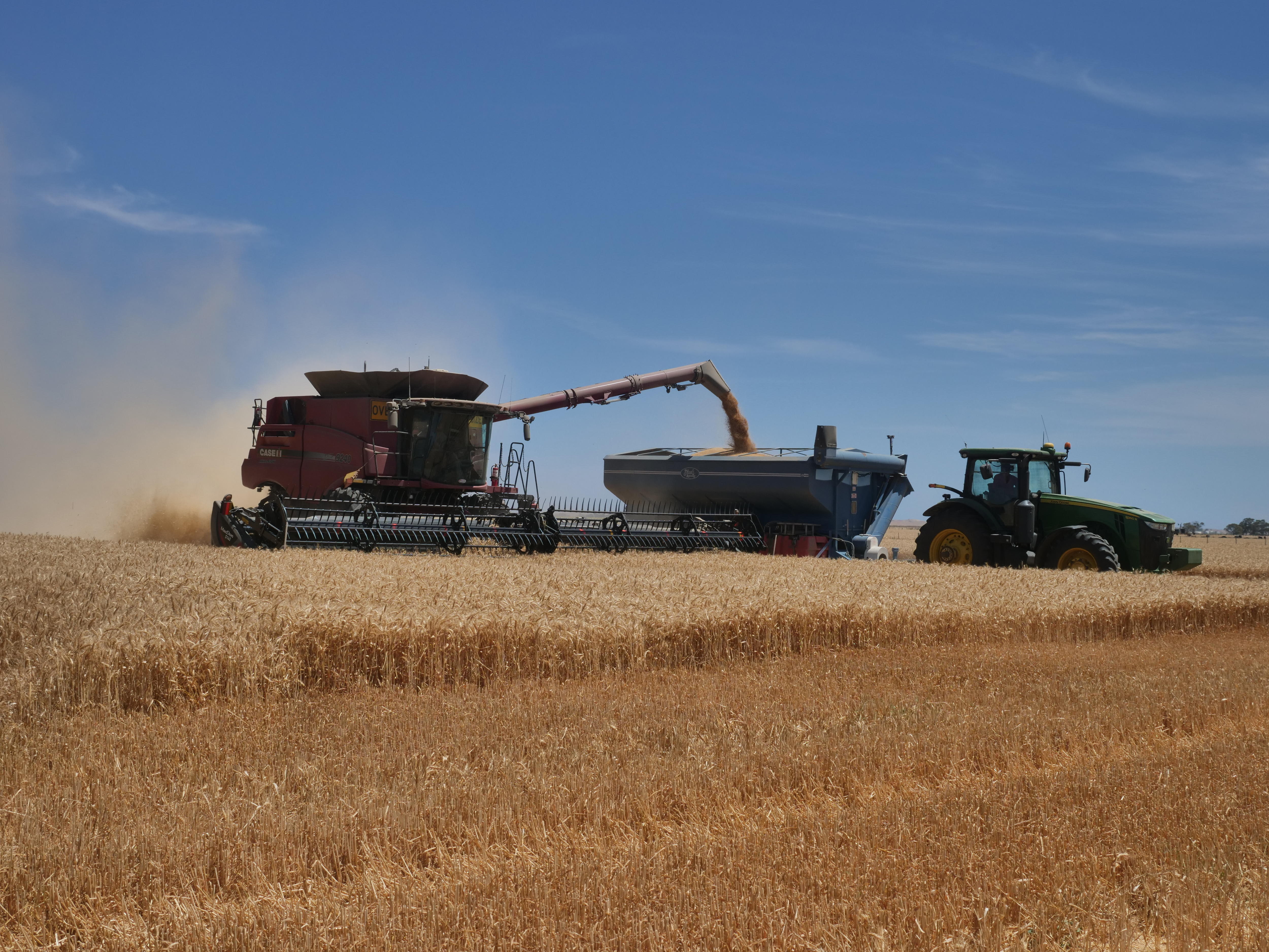 Grain growers consistently breaking boundaries with hyper-yielding crops project - ABC News