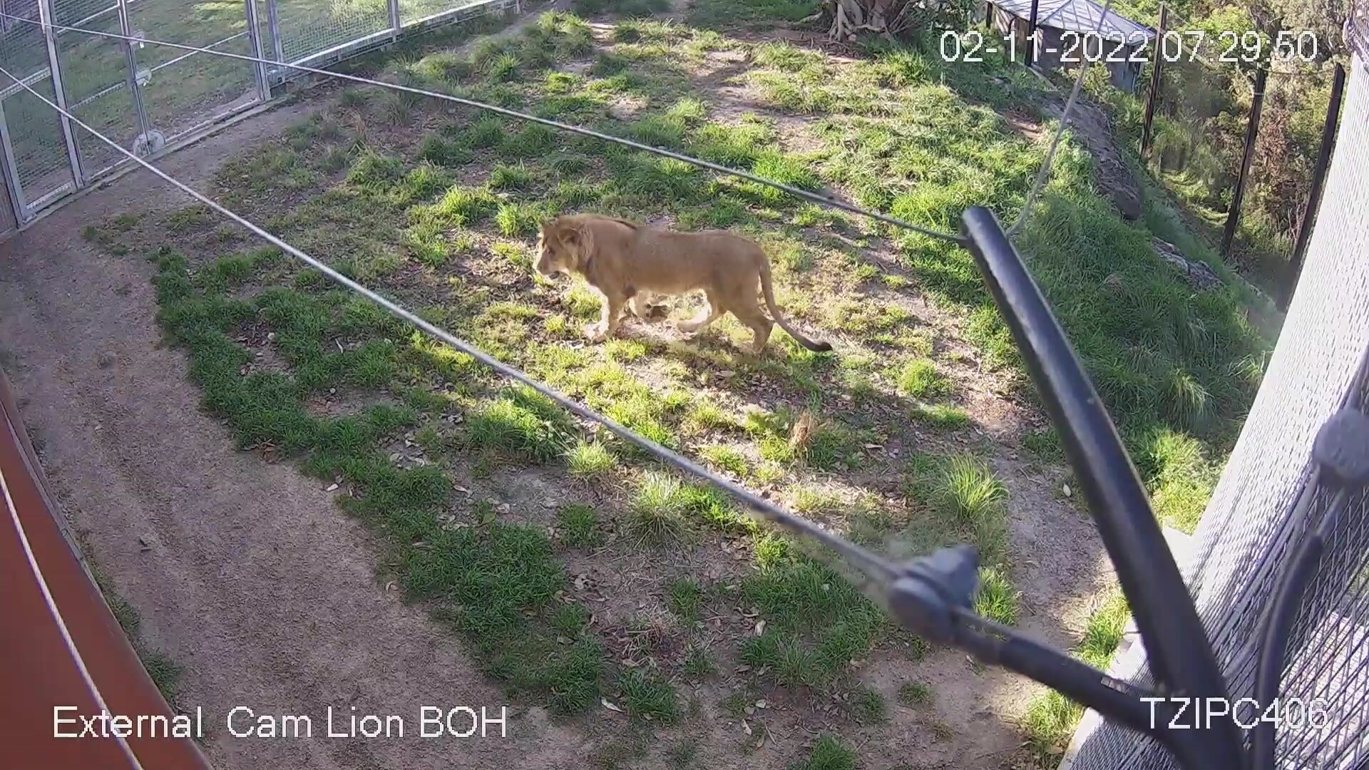 CCTV footage captures the moment five lions escape enclosure at Taronga ...