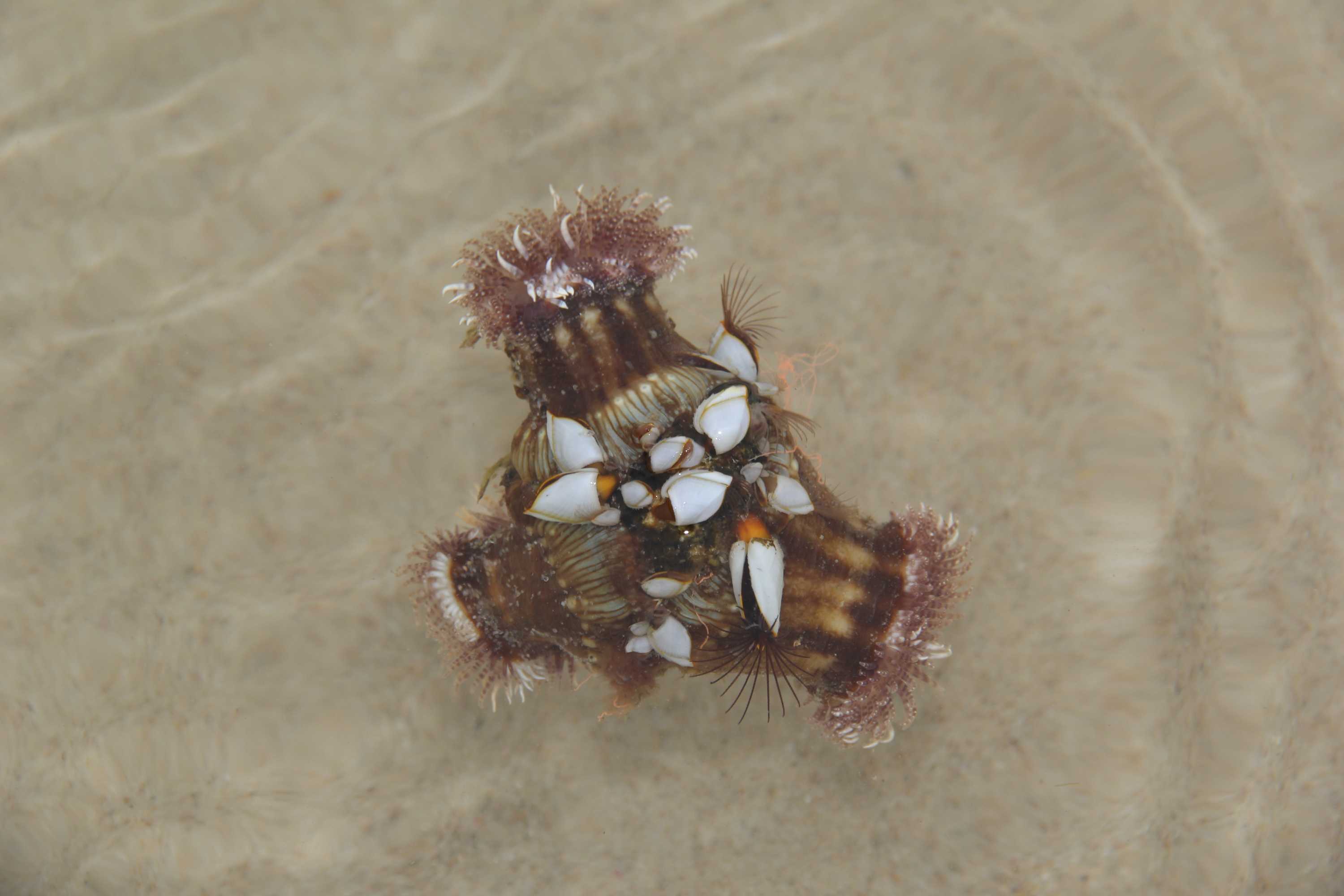 As pumice stone rafts float across the ocean, they pick up and drop off ...