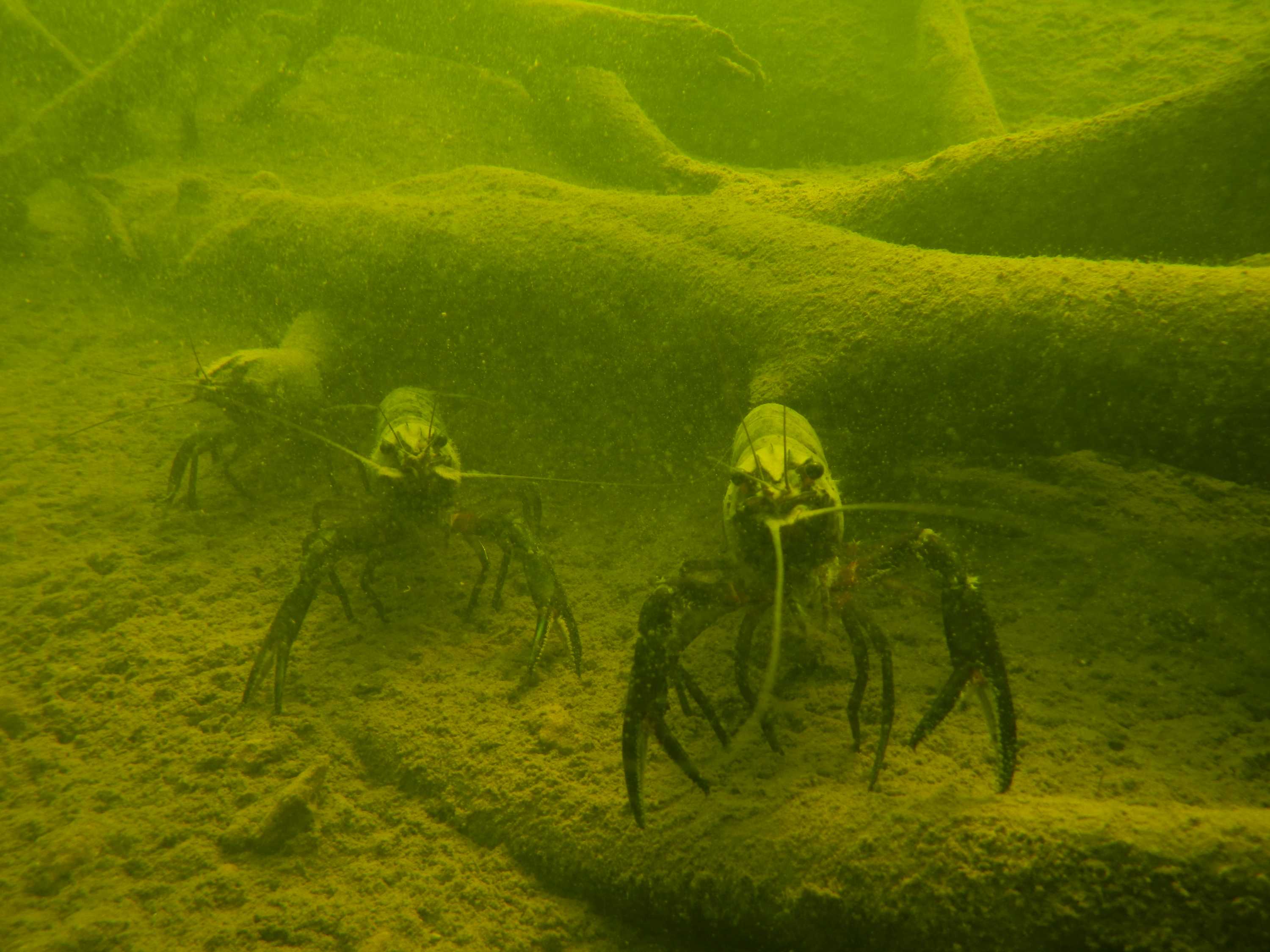 Harvey Dam, Blackwood River prove fertile breeding grounds for marron ...