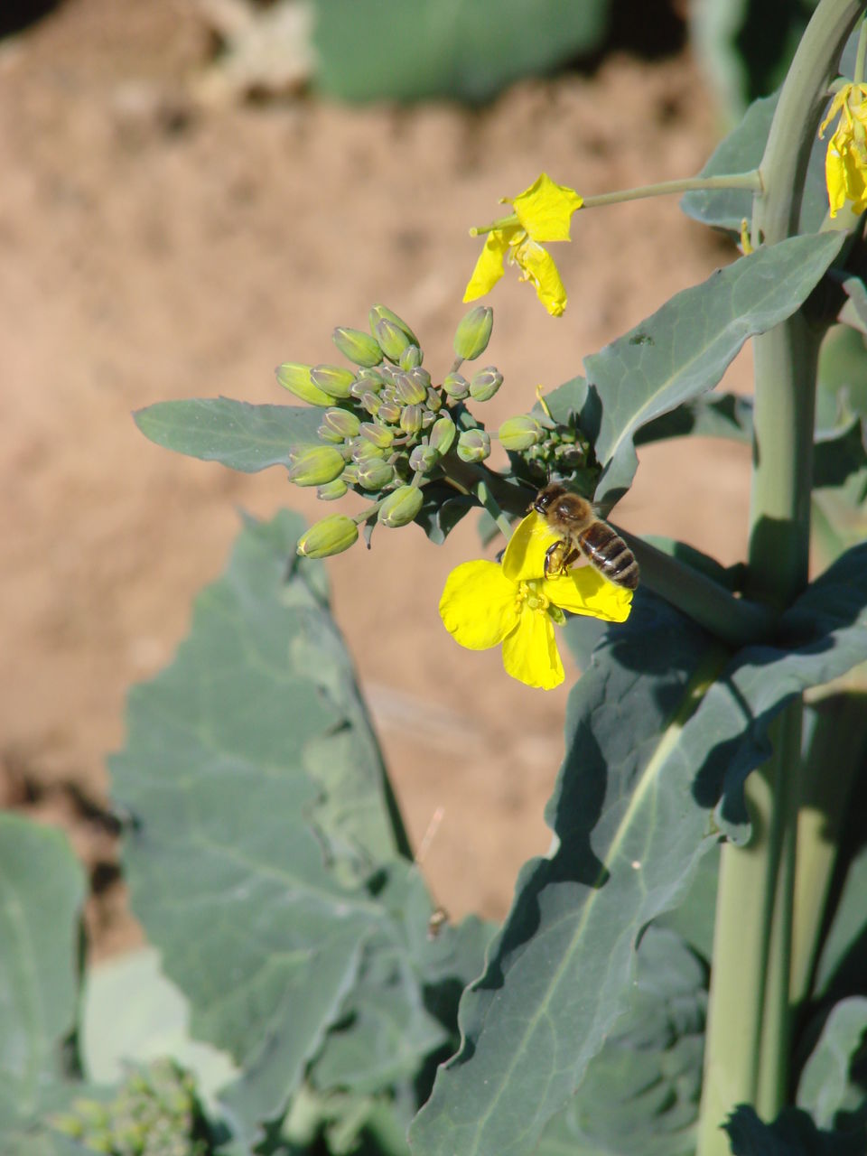 GM harvest - ABC News