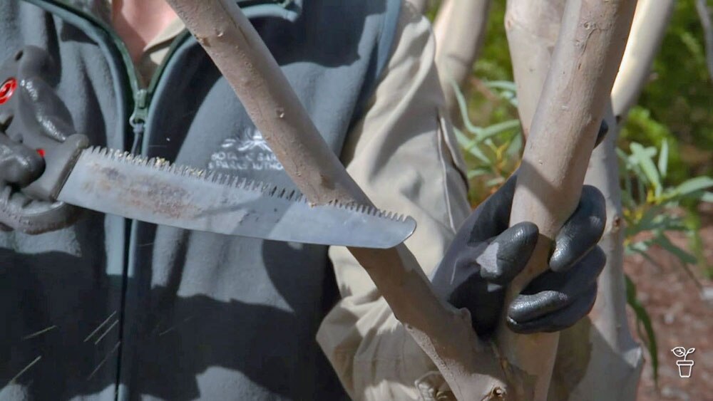 Natives Need It - Pruning Native Plants - Gardening Australia