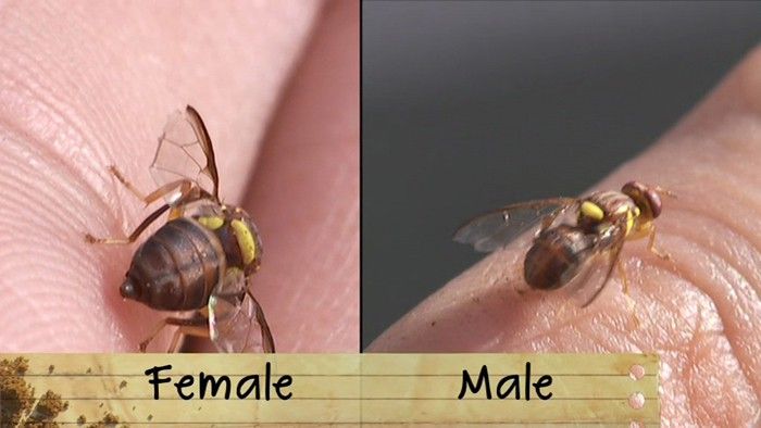 Male Vs Female Fruit Fly
