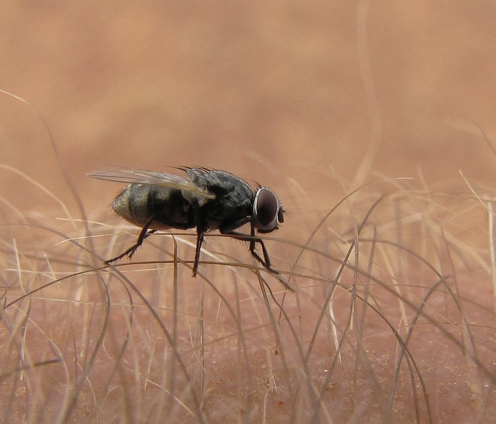Hot, wet start to summer sees fly numbers boom across Australia - ABC News