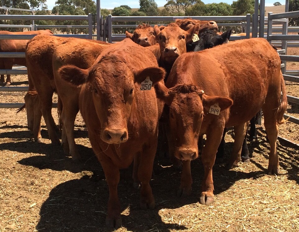 Farmer optimism up at South Australia's annual beef cattle field days ...
