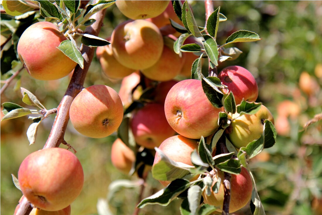 'Still haunts me': Lachy Hulme on Mad Max movie - ABC listen