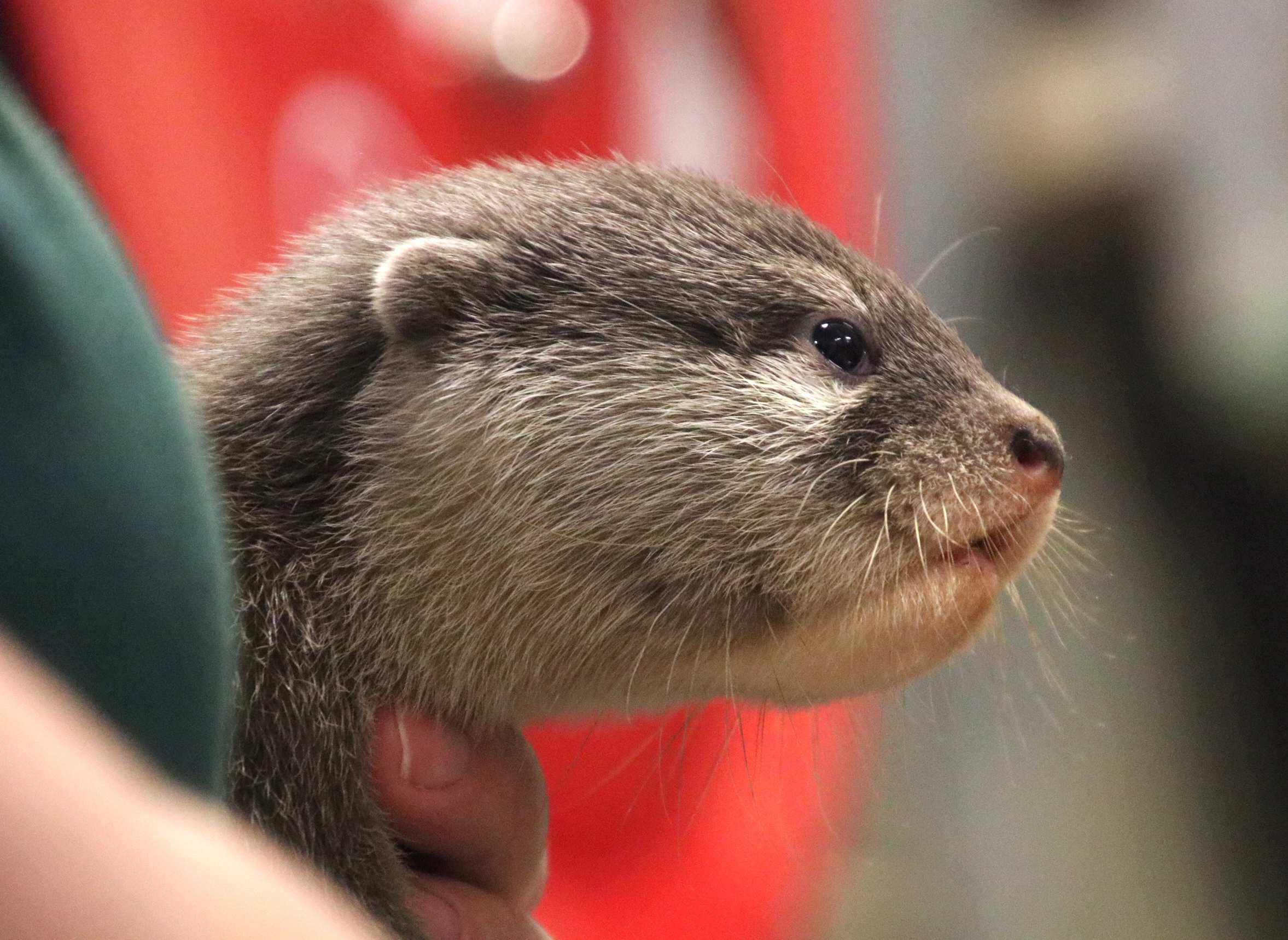Perth Zoo otter pups given clean bill of health after first check-up ...