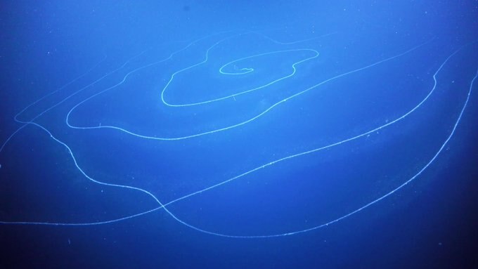 Could the world's longest creature live off the Western Australian ...