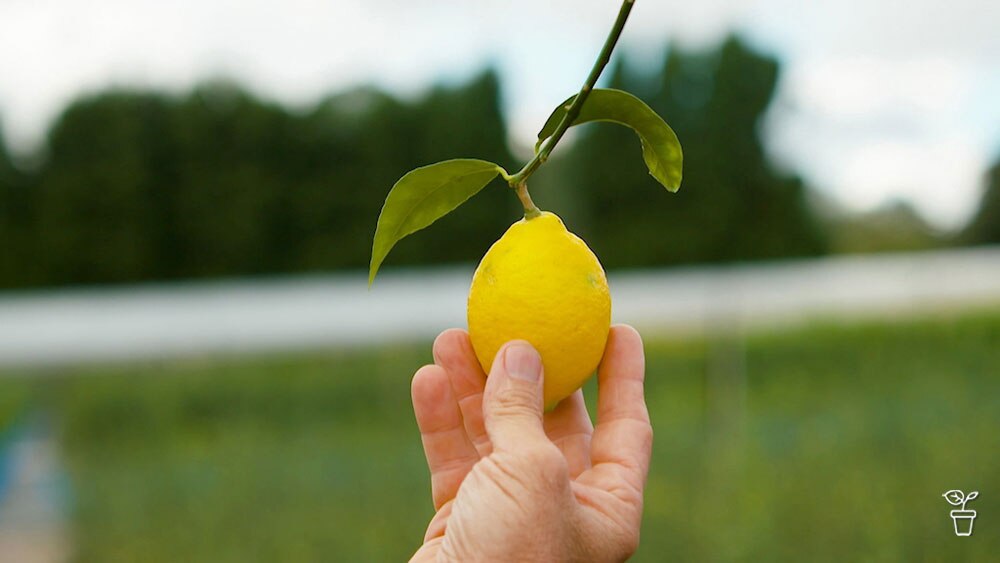 Love Your Lemons - Gardening Australia