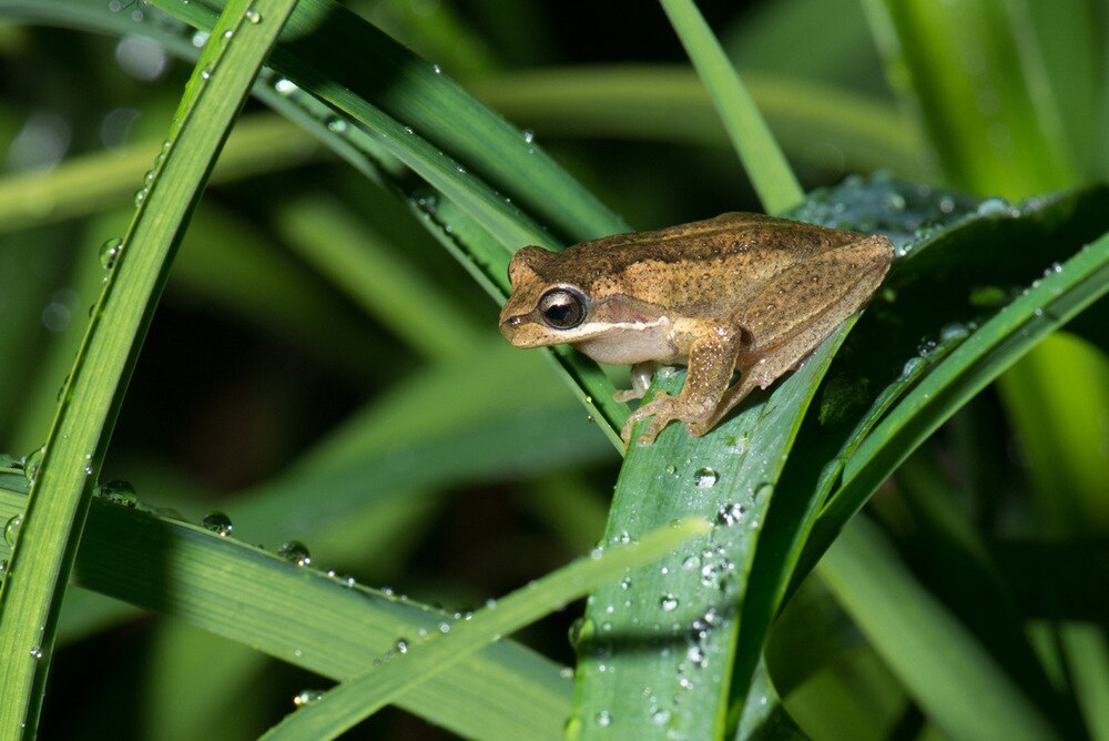 Black Saturday frog study finds extreme bushfires threaten amphibians ...