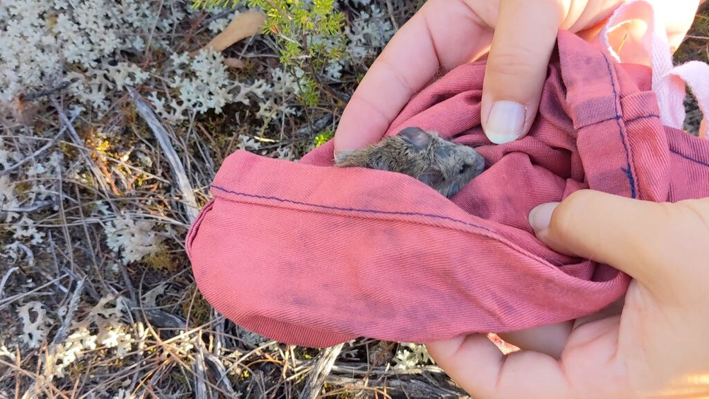 Animals - Topic - ABC News