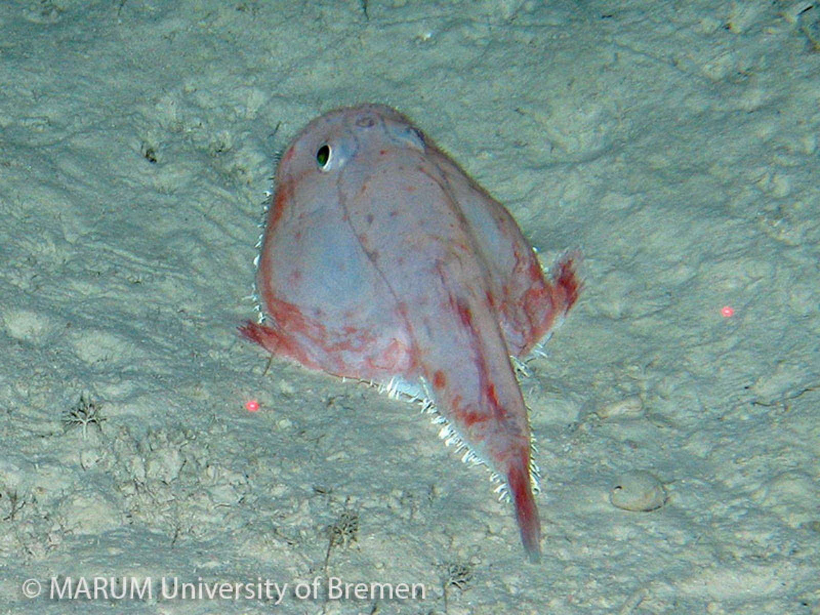 Living fossils discovered during deep sea expedition off Queensland ...