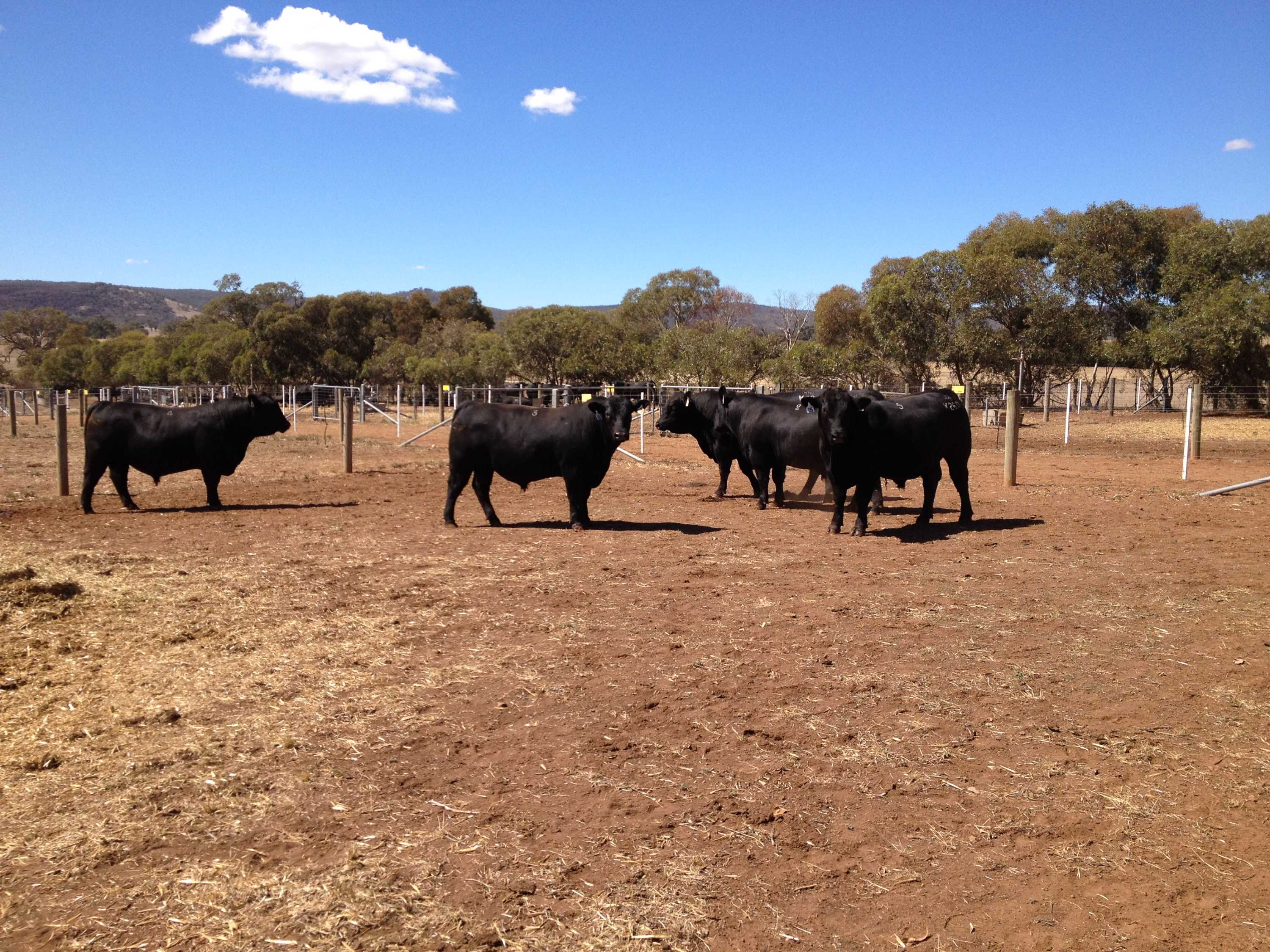 Angus beef cattle breeders see best returns in decades - ABC News
