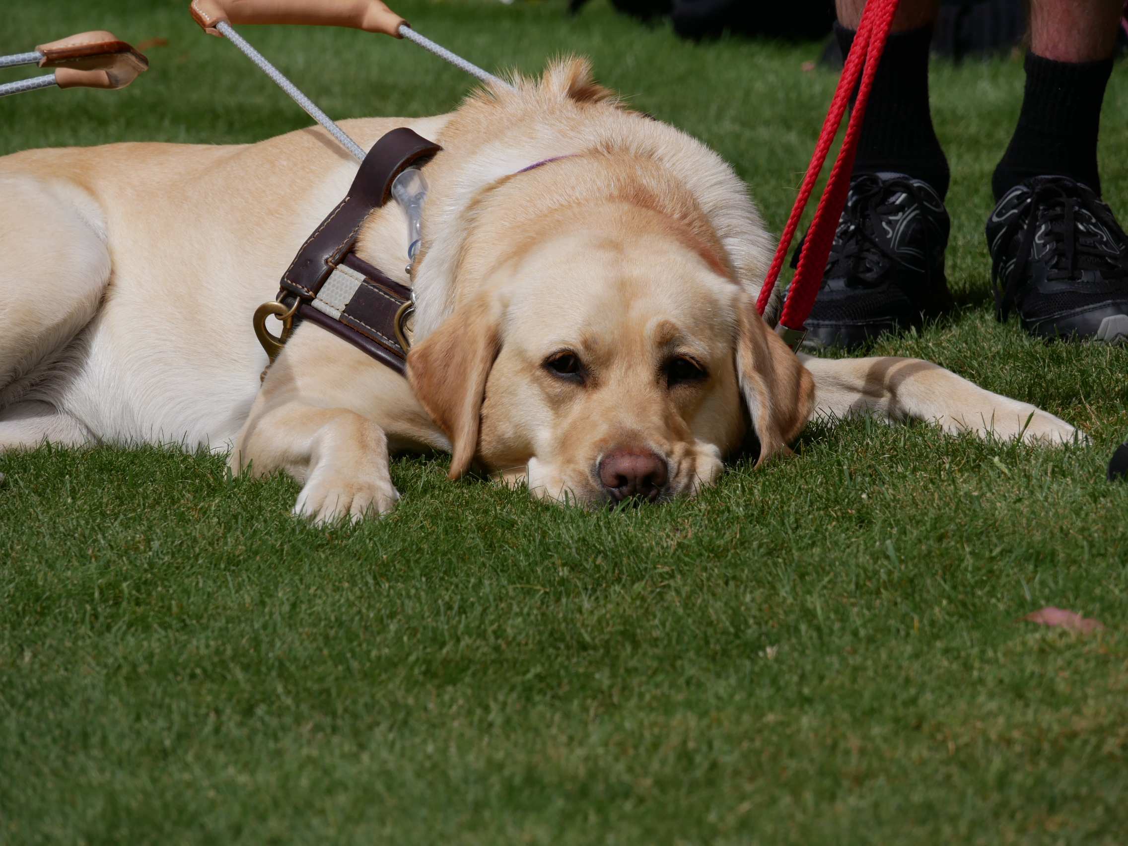 Concern over new NDIA guidelines for assistant animals - ABC News