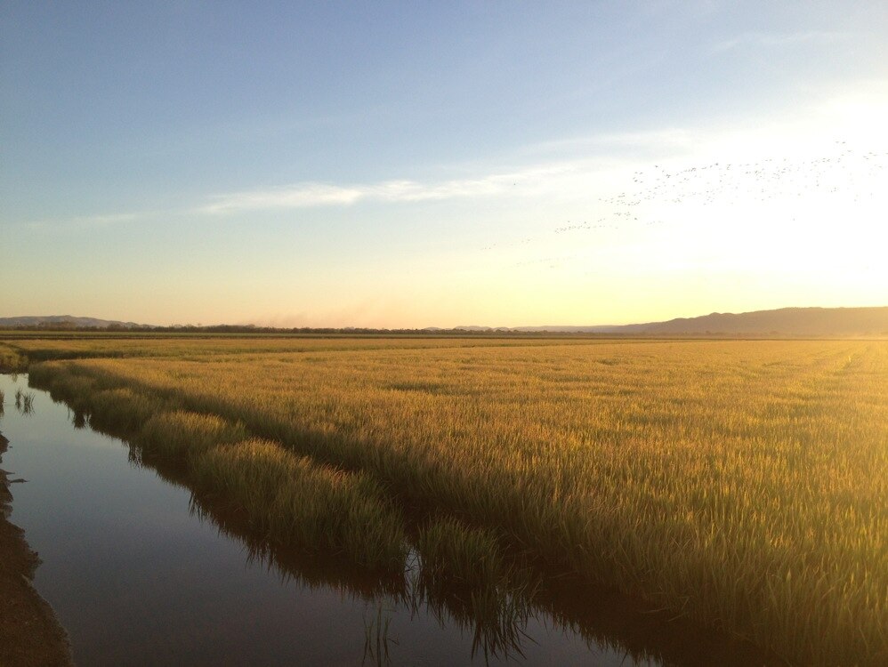 Demand for Western Australian rice increases as exporters seek niche ...
