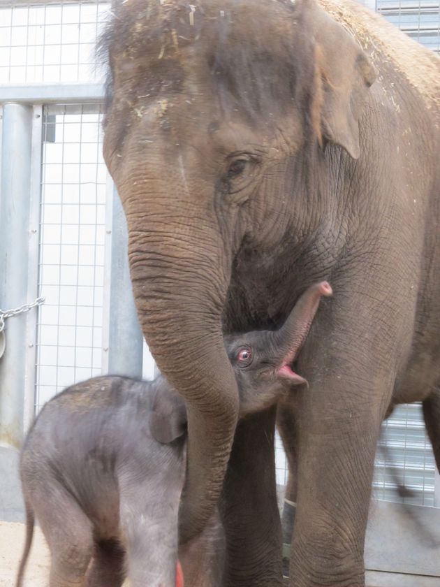 Cheeky baby elephant makes its debut - ABC News