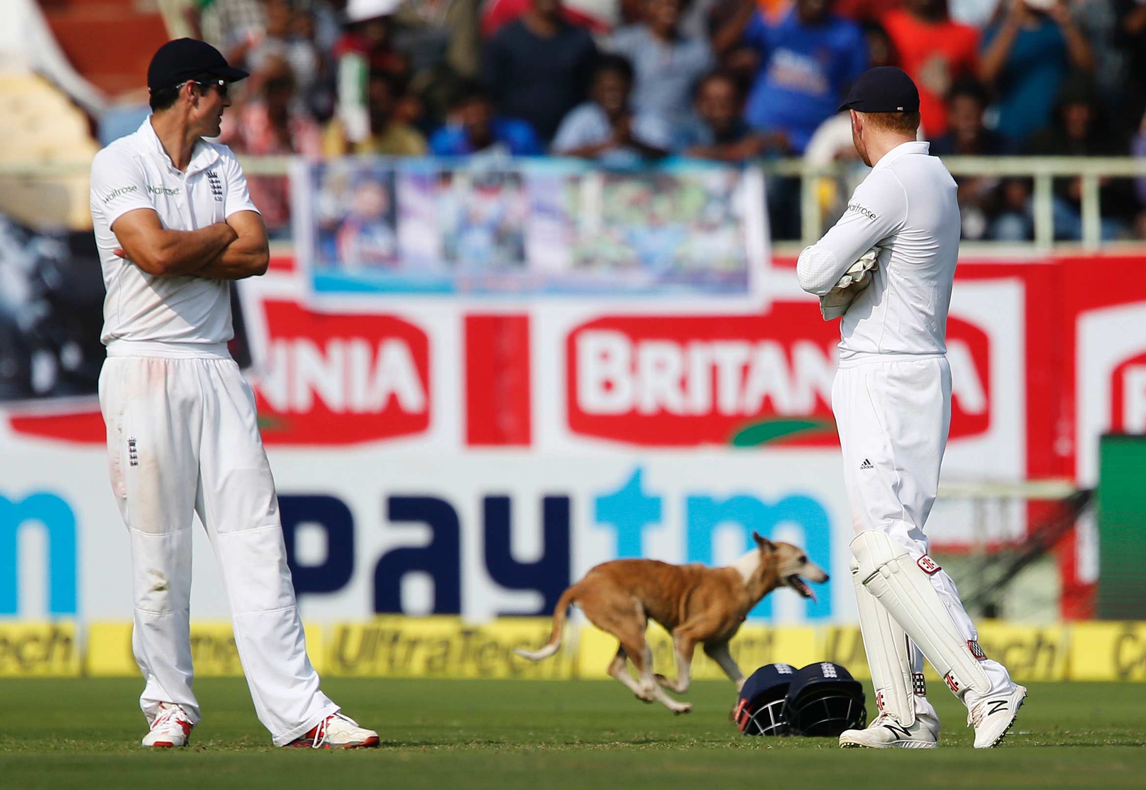 India v England Test interrupted by stray dog pitch invader in ...