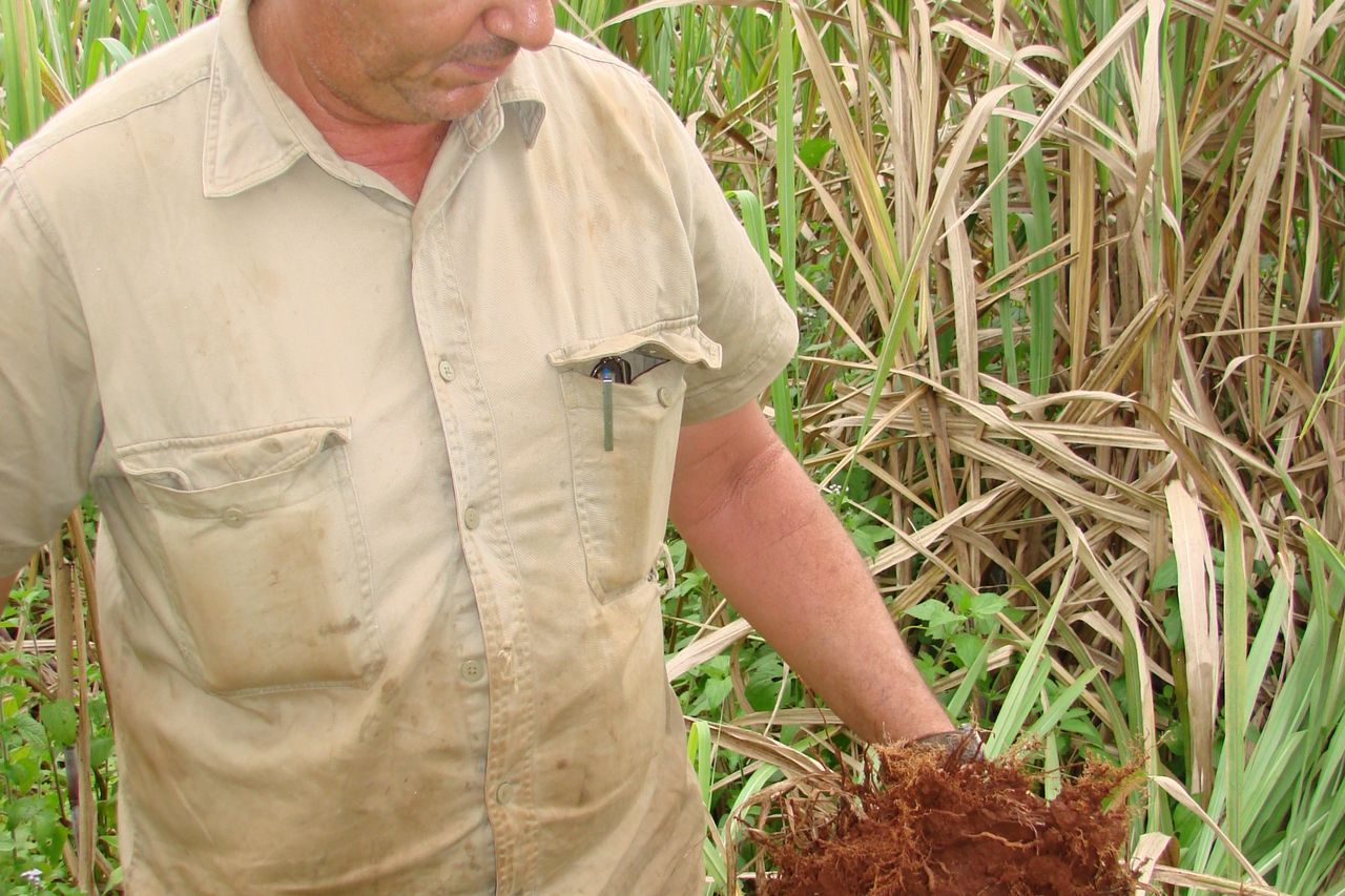 Cane grubs take roots and all - ABC News